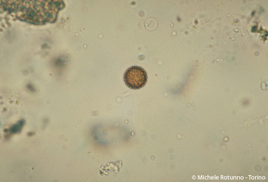 Miscellaneus elements - Michele Rotunno